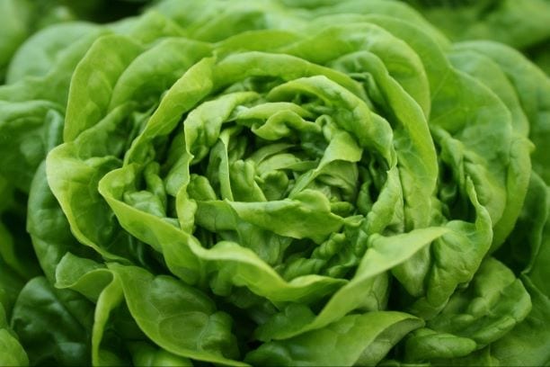 What Everyone Needs To Know About Butter Lettuce – Recipes.net