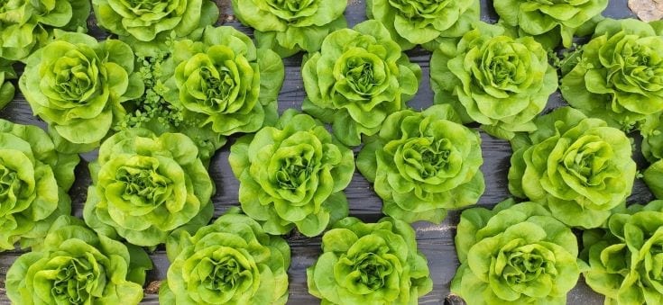 Butter Lettuce: Everything You Need to Know About This Leafy Green