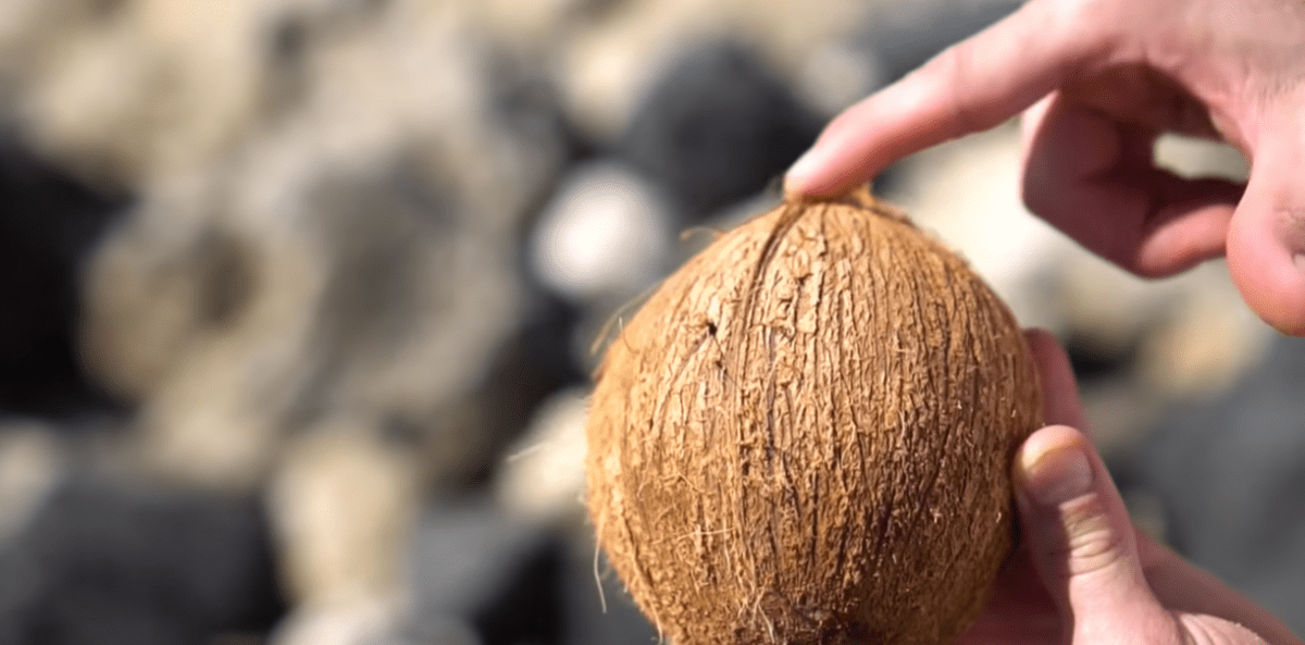 How To Open A Coconut In 4 Simple Steps – Recipes.net