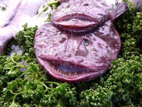 Monkfish: The Tasty Monster Fish You Should Cook - Recipes.net