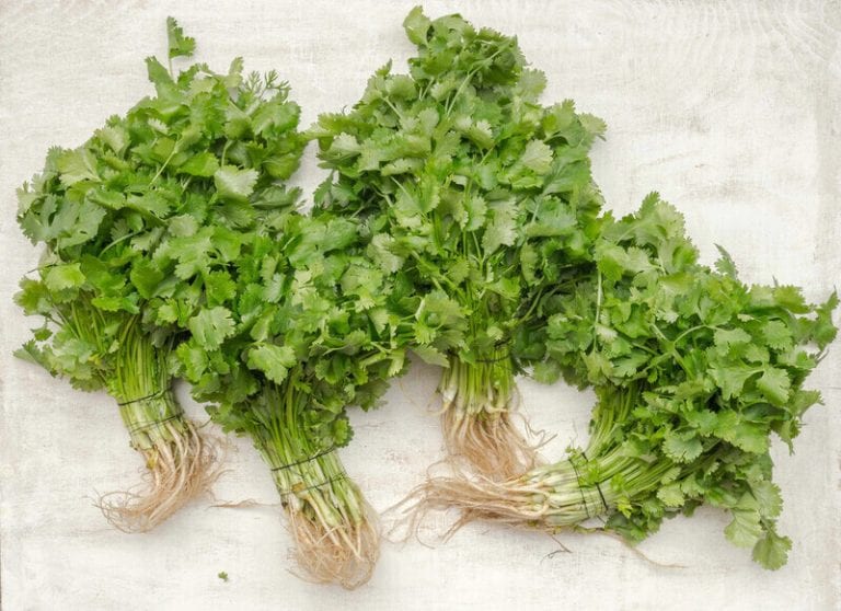 4 Mexican Oregano Substitutes You Didn’t Know About