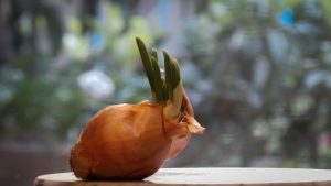 How to Tell If an Onion Is Bad: 4 Signs to Look Out For - Recipes.net