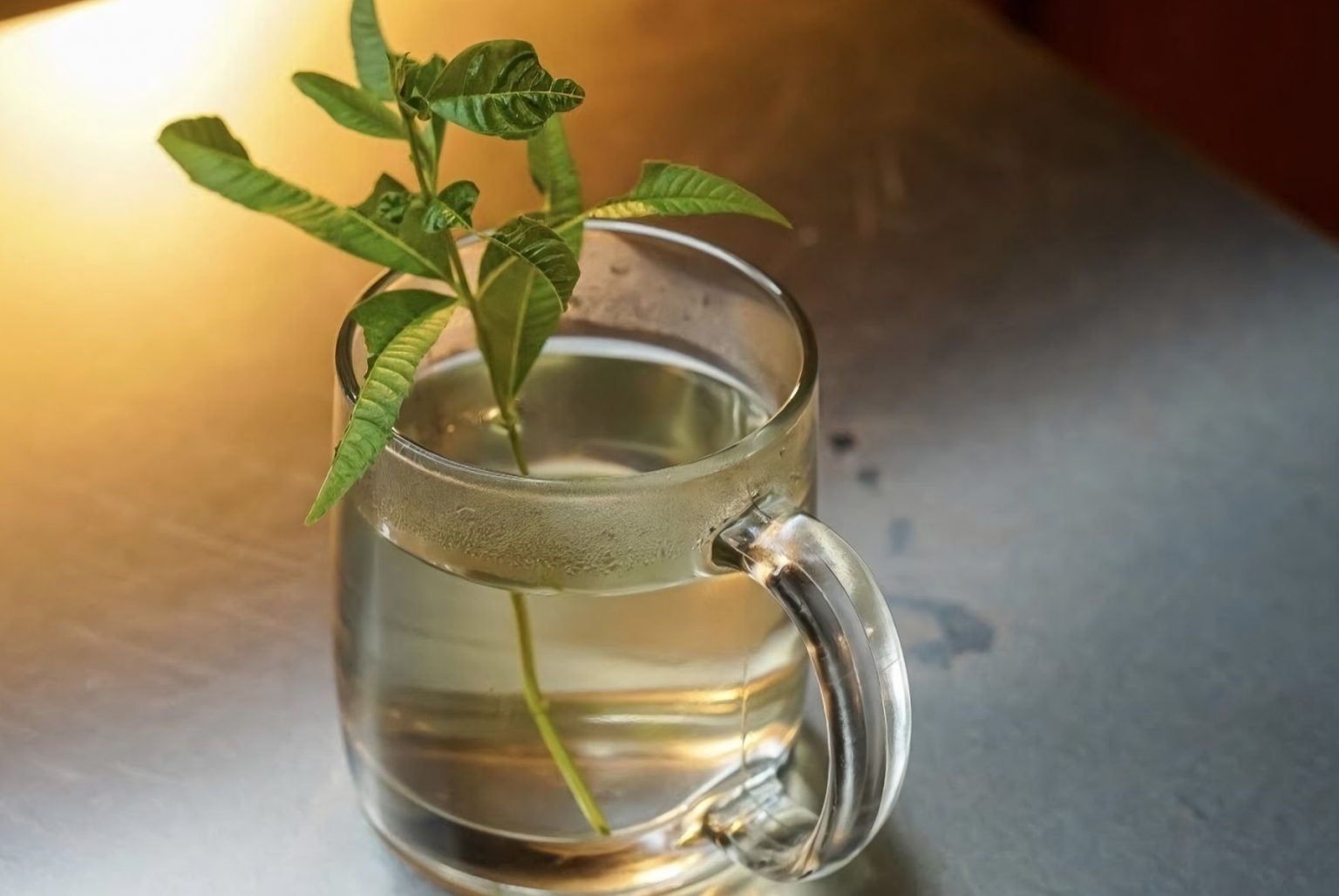 Lemon Verbena Tea Recipe | Recipes.net