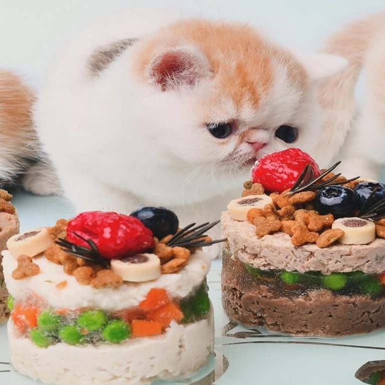 Birthday Cake for Your Cat Recipe | Recipes.net